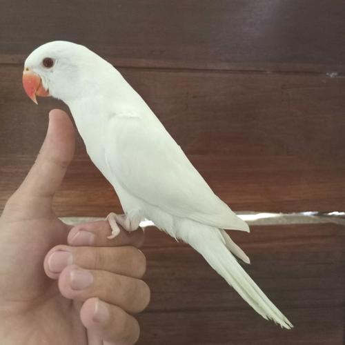 Jual Indian Ringneck - IRN Parrot - Burung Indian Ringneck - Kota ...