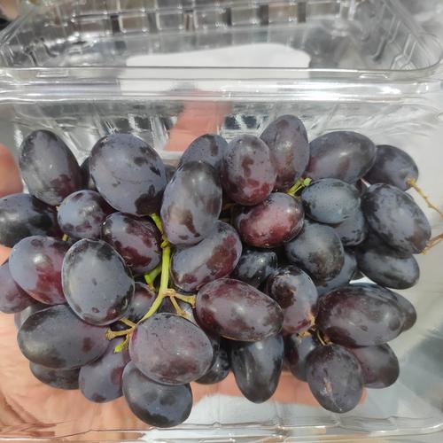 Jual Buah Anggur Autum Seedless Manis Seedless Grape 1box - Kota ...