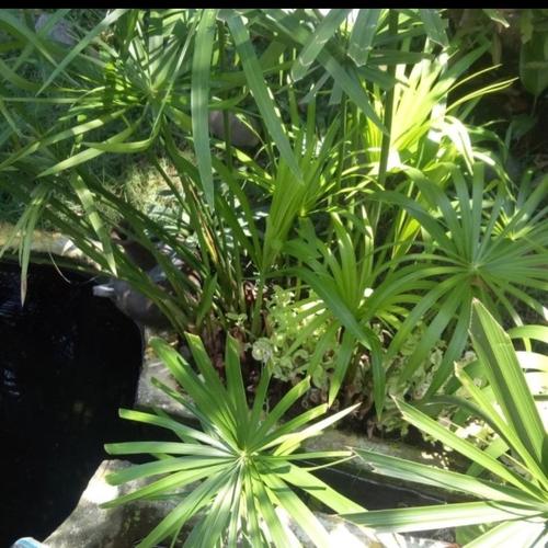 Jual tanaman papyrus,tanaman dwarf papyrus,cyperus,bibit papyrus - Kab ...