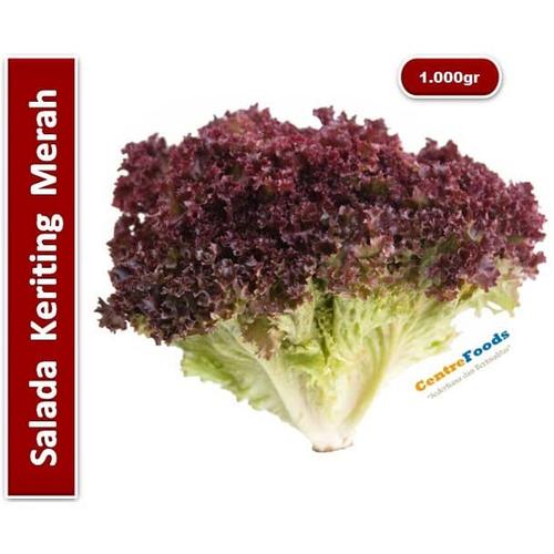 Jual Salada Keriting Merah - Selada Lollo Rosso | 1.000gr [ Harga Per ...