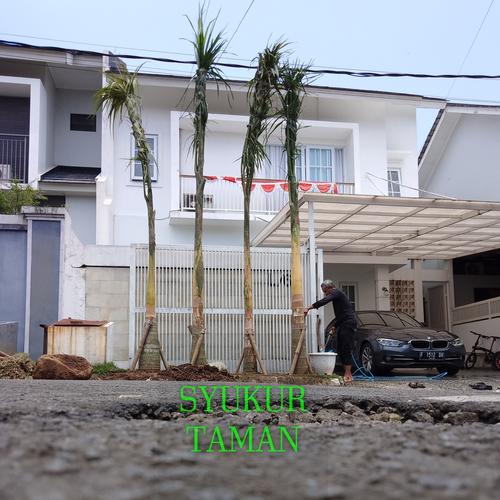 Jual PALM RAJA / POHON PALM RAJA / TANAMAN PELINDUNG / POHON PALEM ...