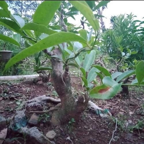 Jual Bahan Bonsai Buni/Huni Prospek - Kab. Majalengka - BOPA ( Bonsai ...