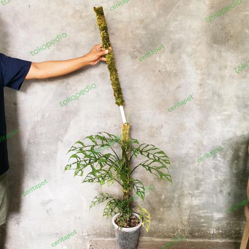 Jual Turus tanaman lumut hutan bisa disambung tinggi 60cm - Kota Malang ...