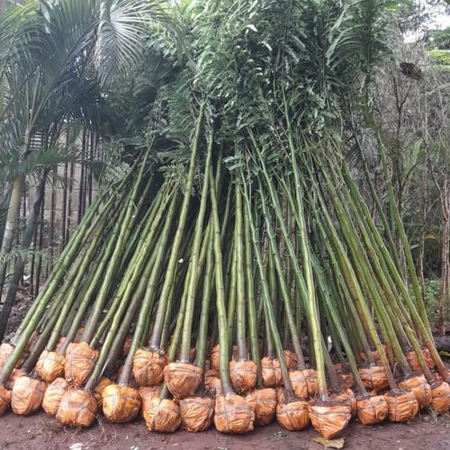 Jual pohon solobium brazil ukuran 3mtr - Kota Depok - Rizki Taman ...