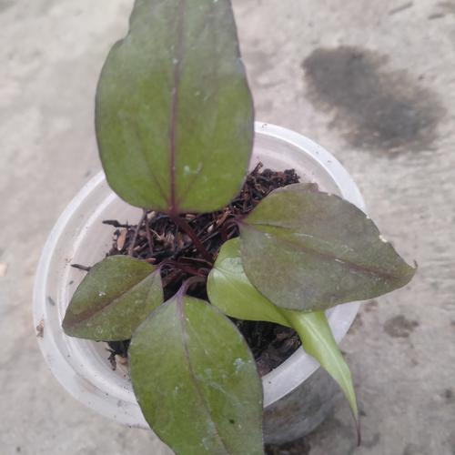 Jual black bergundi - Kab. Karanganyar - tanaman Indonesian | Tokopedia