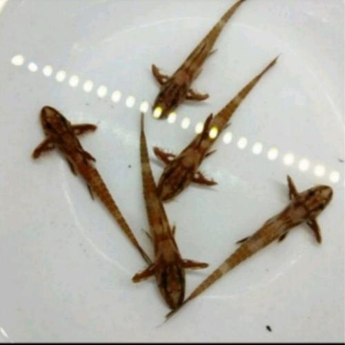Jual ikan hias red lizard sapu sapu helikopter - Kab. Bogor - hs-fish ...