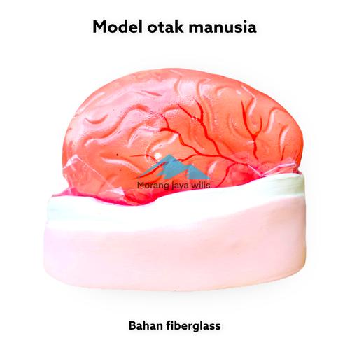 Jual Torso anatomi model otak manusia bahan fiberglass alat peraga ...