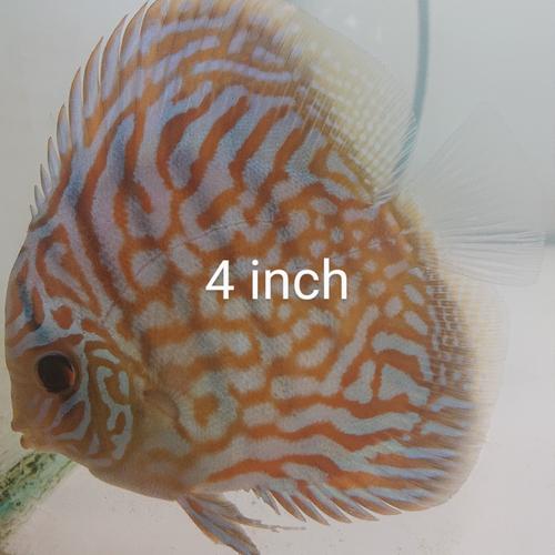 Jual Ikan discus jenis LSS dan mozaik calon indukan - 4 inch - Kab ...