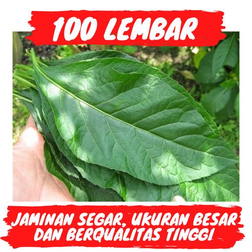 Jual 100 Lembar daun afrika besar besar segar obat menurunkan asam urat ...