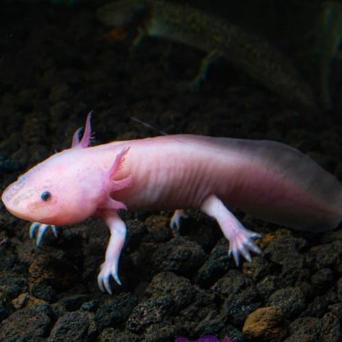 Jual Ikan Axolotl Salamander Putih Ikan Oxolotl Albino Walking Fish ...