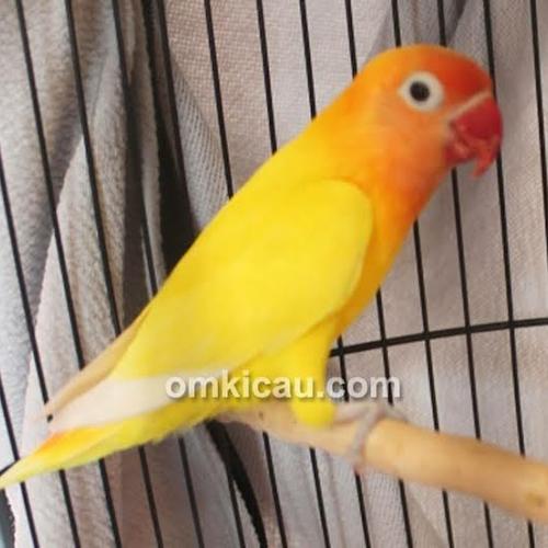 Jual LOVEBIRD PASKUN/BURUNG LOVEBIRD PASTEL KUNING - Jakarta Selatan ...