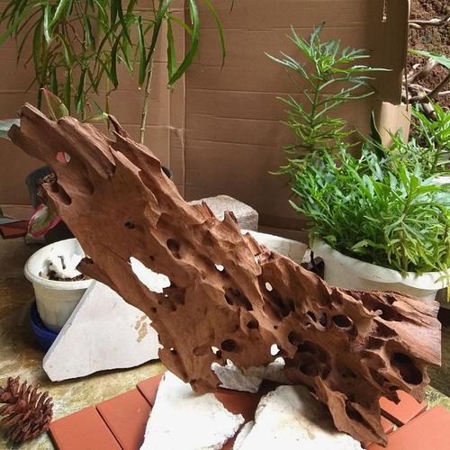 Jual Kayu Rentek Tenggelam 40-50 Cm Dekorasi Hardscape Hias Hiasan ...