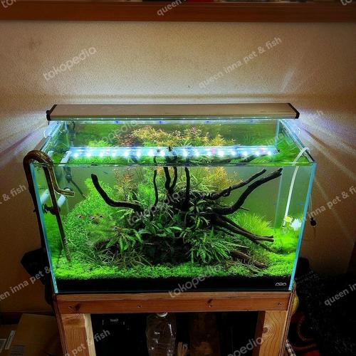 Jual hardscape aquascape ( Batang moss + Kadaka mini ) full air low co ...