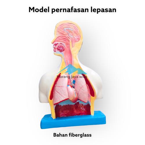 Jual Torso alat peraga model pernafasan - Kab. Sidoarjo - cv morang ...