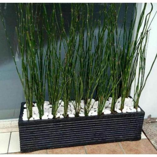 Jual tanaman hias bambu air lidi - bambu air - Kab. Bogor - sopian ...