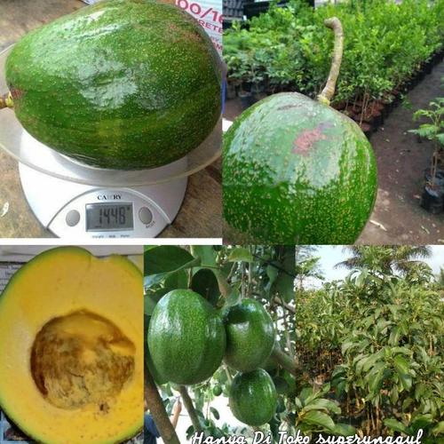 Jual Tanaman Pohon Buah Alpukat Ukuran Satu Meter Lebih Dengan Batang ...