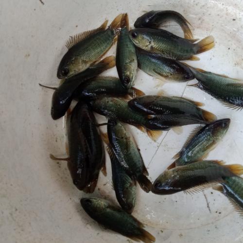 Jual ikan betok - Kota Bekasi - donnyfarm | Tokopedia