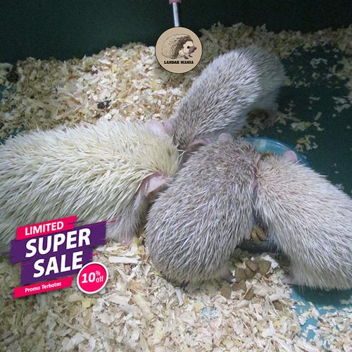 Jual Landak Mini Anakan Jantan & Betina + Bonus by Landak Mania - Pinto ...