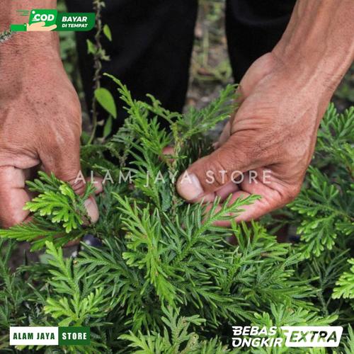 Jual Tanaman hias selaginella paku rane cakar ayam hiasan taman ...