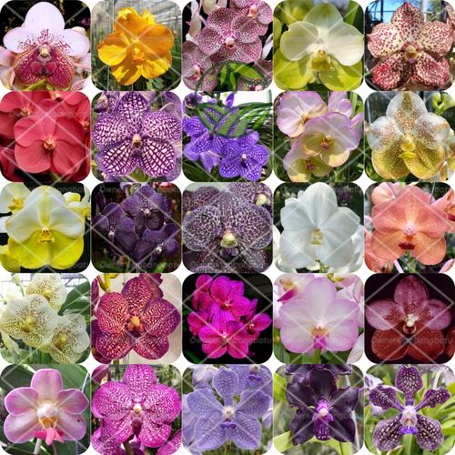 Jual Bibit Seedling Anggrek Vanda Import Bunga Besar - V422 - Kota Batu ...