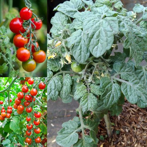 Jual Tanaman hias buah Tomat Cherry/bisa dimakan/ sdh berbuah atau ...