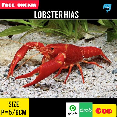 Jual ikan lobster, udang merah hias air tawar aquascape aquarium ...