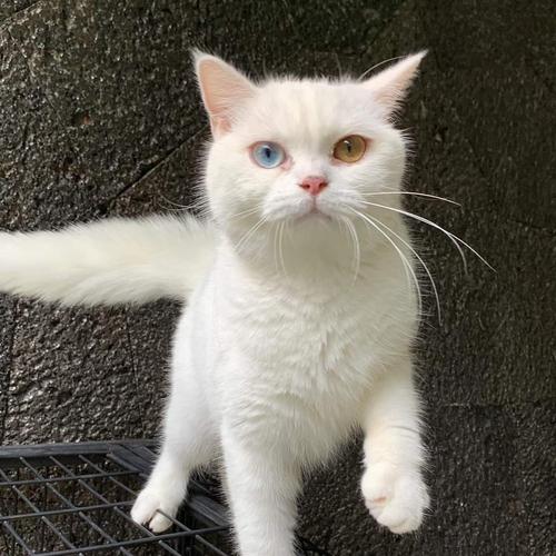 Jual BSH british shorthair import ped odd eyes - Jakarta Selatan ...