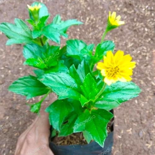 Jual Tanaman Wedelia sphagneticola trilobata Tanaman Bunga Wedelia ...
