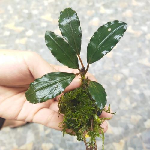 Jual Bucephalandra & moss media wabikusa tanaman aquascape - Kab ...