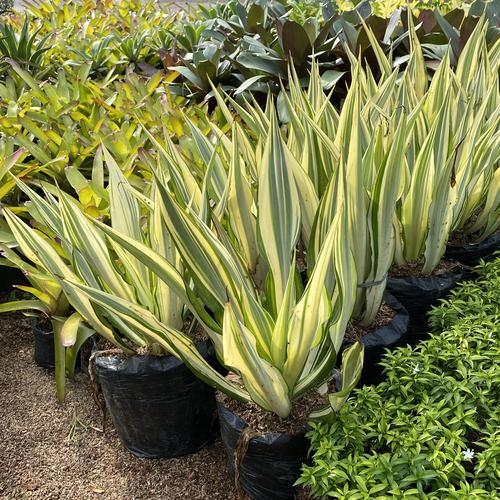 Jual Tanaman Agave Kuning Tinggi 40cm - Jakarta Barat - little Bali ...