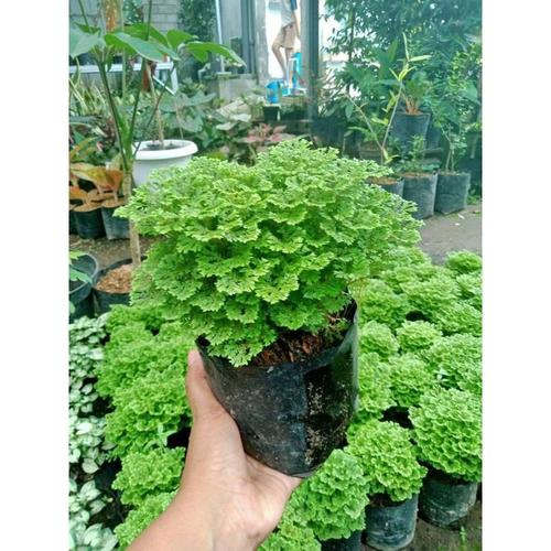 Jual tanaman hias lumut ambon moss ambon, Pakuan, rumput Papua, taman ...