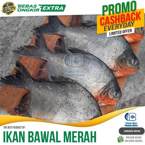 Jual Ikan Bawal Merah Segar 1kg Isi 3-4 Ekor/ Ikan bawal Fresh / Ikan ...