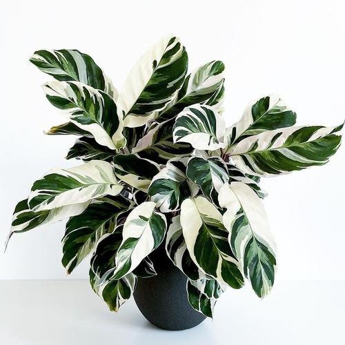 Promo Calathea adalah tanaman hias yang populer karena daunnya yang ...