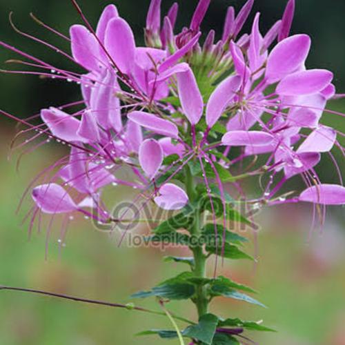 Jual Benih bunga cleome pink spider flower pink isi 30 biji - Kab ...