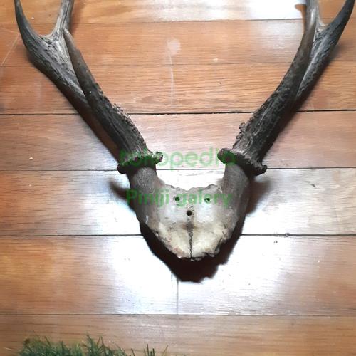 Jual tanduk rusa asli - Kota Tangerang Selatan - Piniji galery | Tokopedia