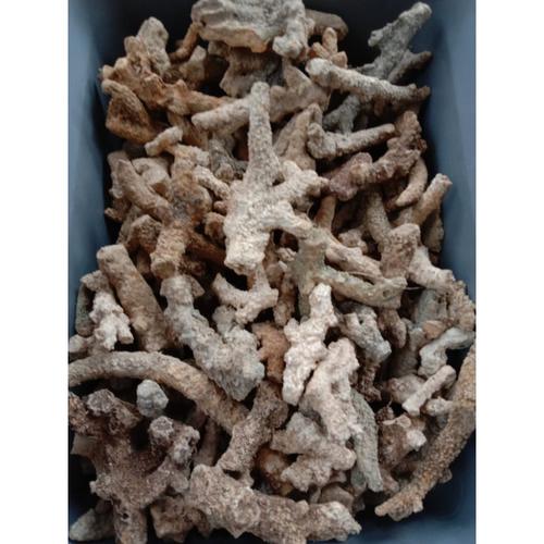 Jual Karang jahe media filter dan menaikkan PH aquarium atau kolam 1 kg ...