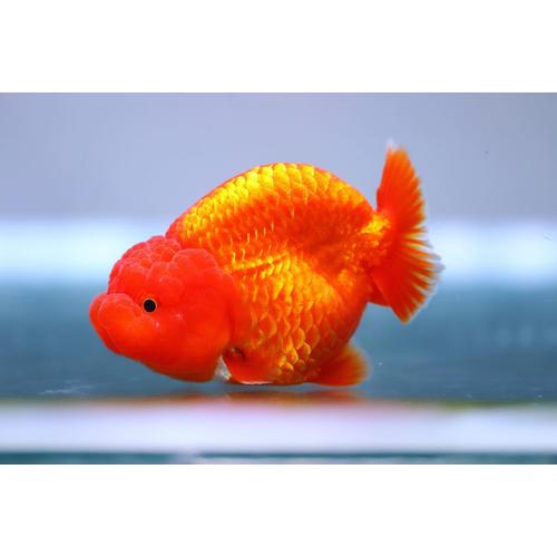 Jual Ikan mas koki ranchu red jambul / ikan hias aquarium rancu - Kota ...