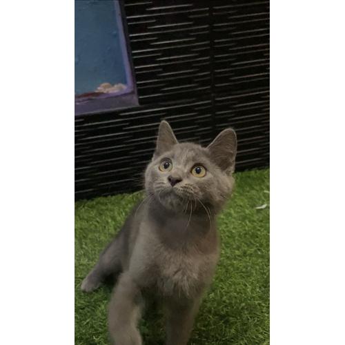 Jual Kucing kitten BSH British Shorthair pure - Kota Tangerang Selatan ...