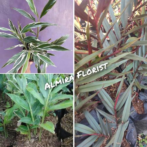 Jual Tanaman Honje Toga aneka jenis - Putih - Kota Batu - Almira ...