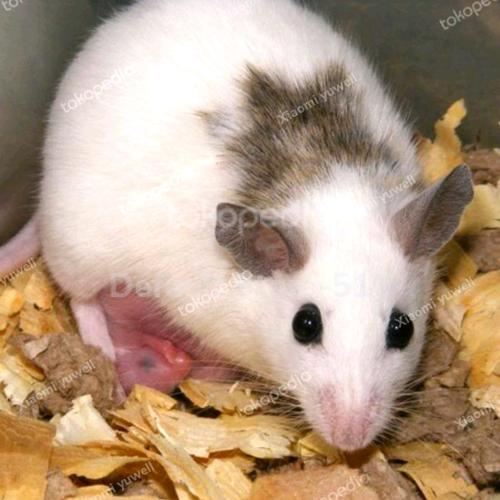 Jual ASF PAKET INDUKAN AFRICAN SOFT FUR RAT BREEDING KAWIN TIKUS BKN ...
