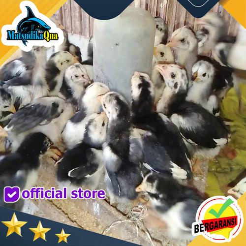 Jual Ayam Kampung Bangkok Baby Anakan Gemuk Sehat Konsumsi Gojek Grab ...