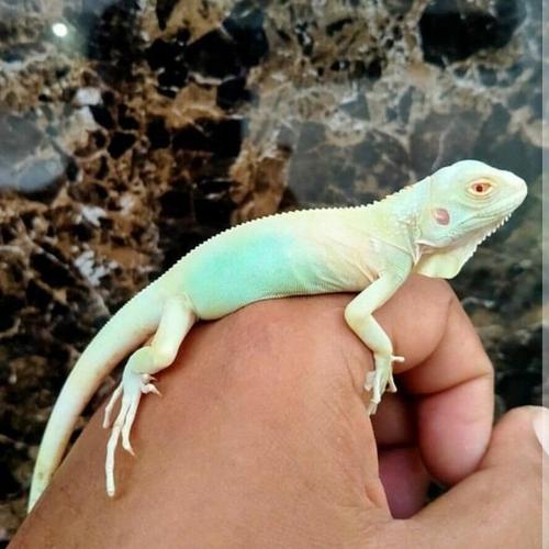 Jual snow iguana blue baby kwalitas termewah - Jakarta Timur - Gudang_D ...