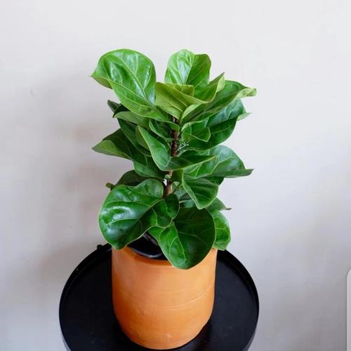 Jual tanaman hidup ketapang biola mini - ficus lyrata mini - Kab. Bogor ...