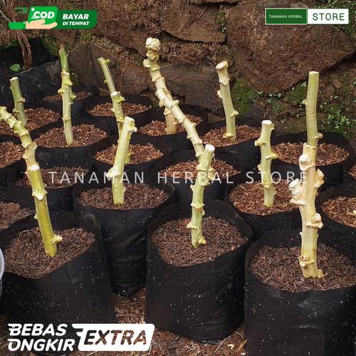 Jual Singkong pulen stek singkong pulen siap tanam - 10 cm - Jakarta ...