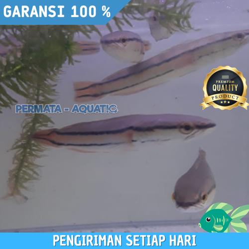 Jual Ikan Gabus Ikan Predator Toman Air Tawar Aquarium Size 10-15 Cm ...