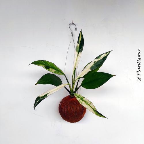 Jual Kokedama - Peace Lily Varigated Bunga Putih Perdamaian Penyerap ...