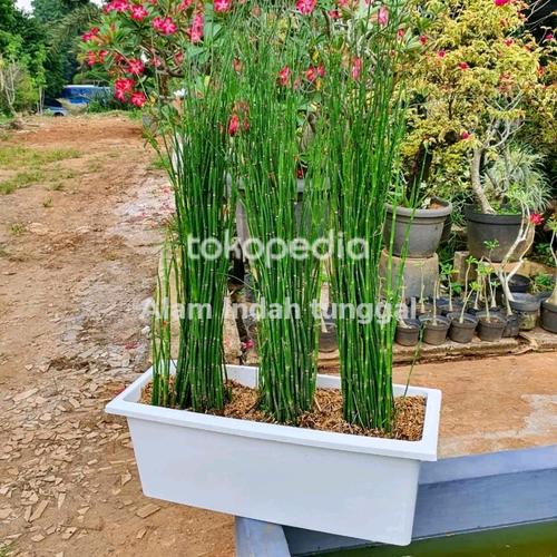 Jual paket tanaman bambu air pot / bambu air / pot panjang / tanaman ...
