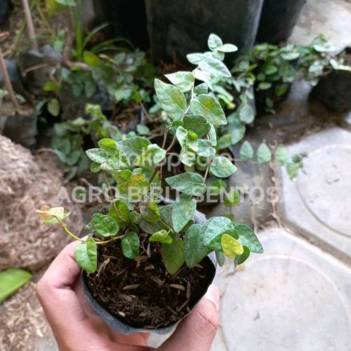 Jual bibit tanaman hias dolar rambat daun kecil pohon dinding - Kota ...