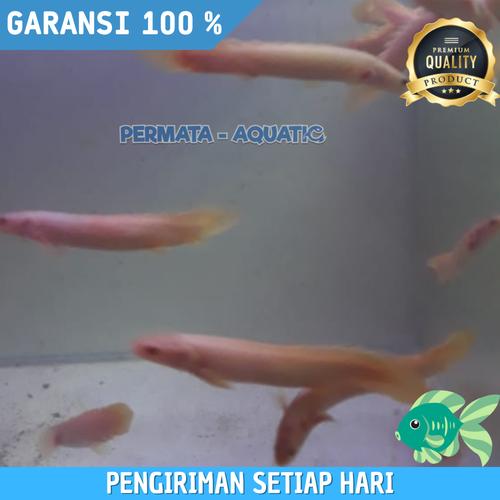 Jual Ikan Fish Palmas Albino Ikan Naga Air Tawar Aquascape Aquarium ...