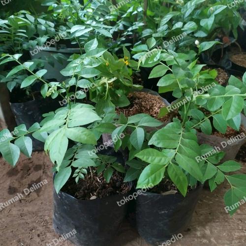 Jual Tanaman daun kari / pohon salam koja - M - Jakarta Timur - Rumah ...